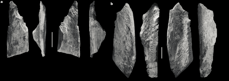 1.5 Million BCE: A Bone Odyssey - Ancient History X