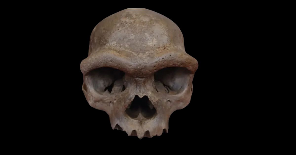 "Dragon Man" Revealed: Harbin Skull Confirmed as Denisovan - Ancient ...