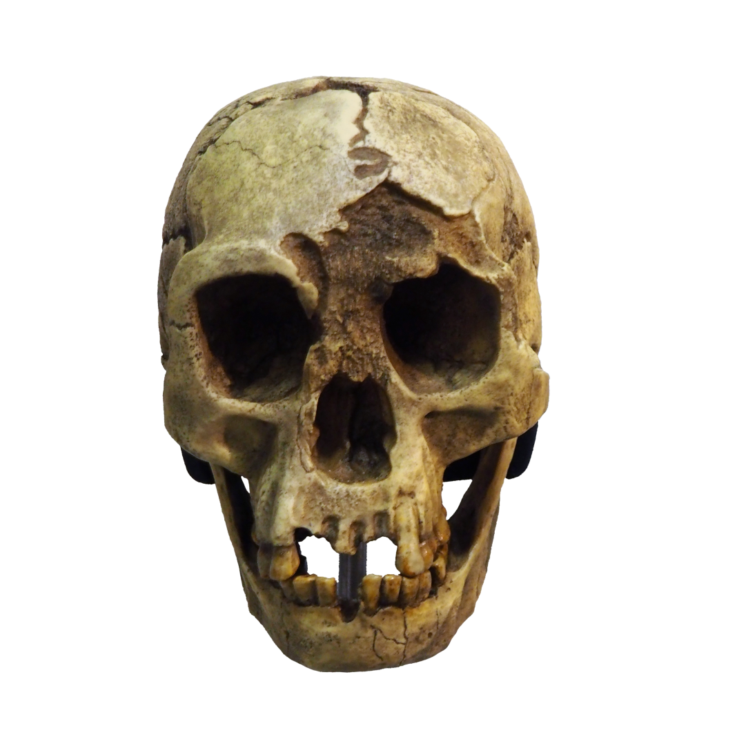 Homo Floresiensis - Intention or Mistake - Ancient History X